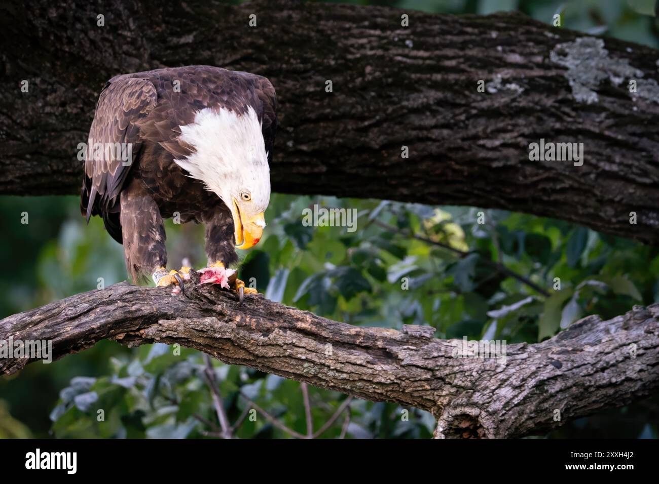 An american bald eagle eating bits of fish to fish up her meal Stock ...