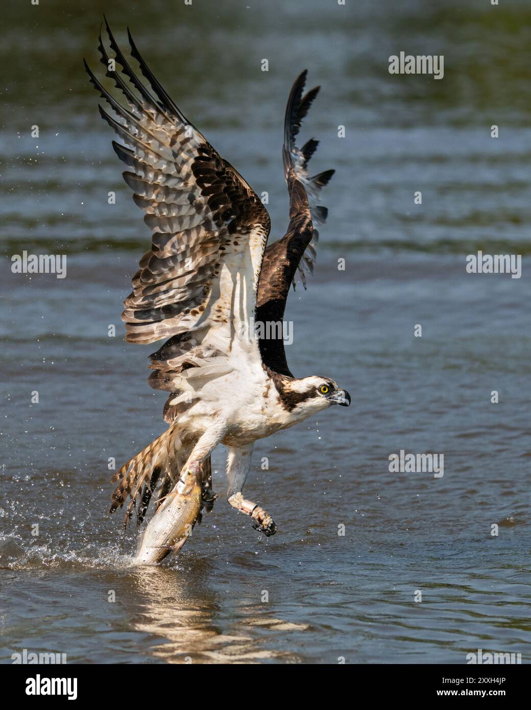 Osprey with a one talon grab Stock Photo - Alamy