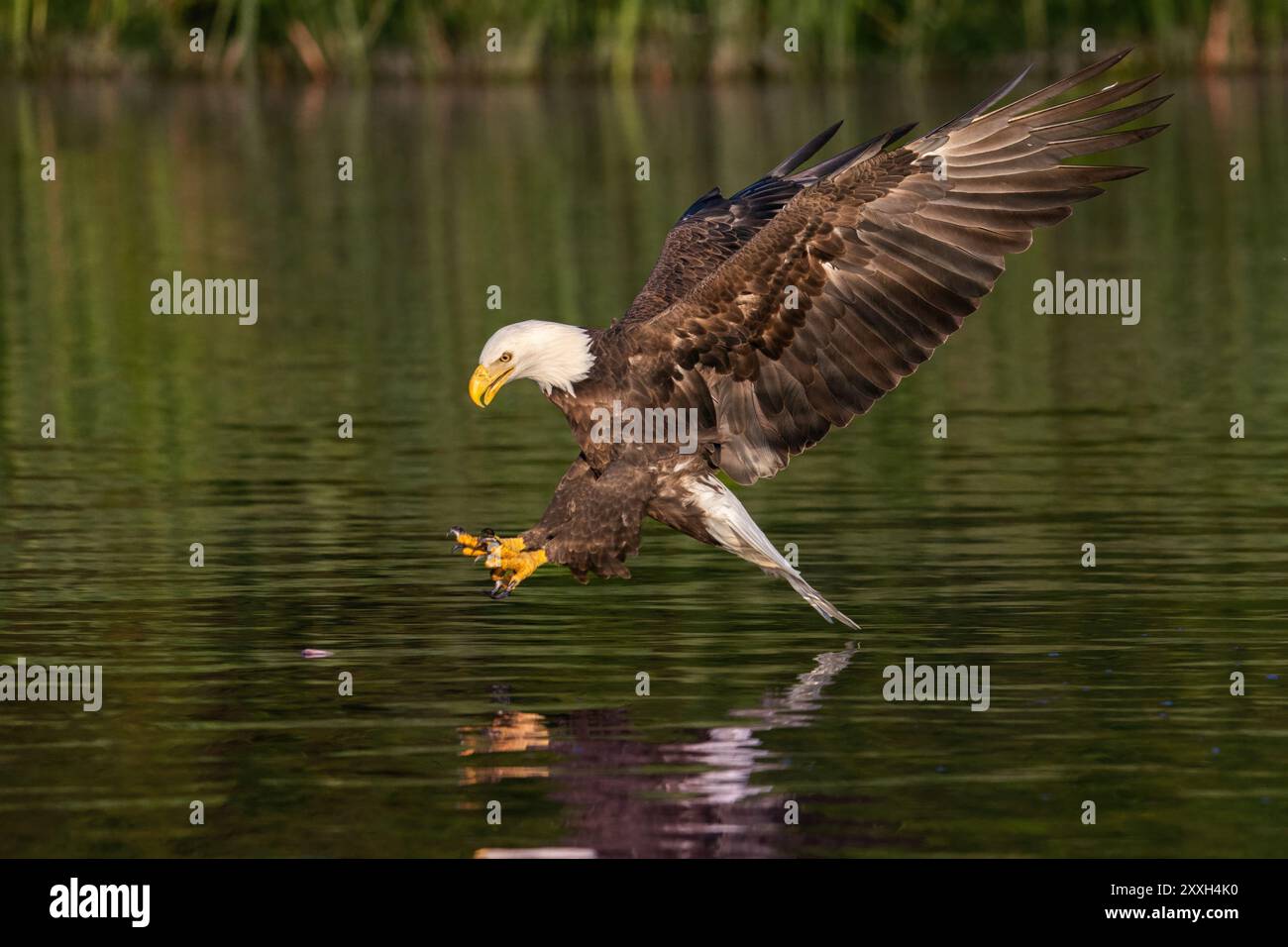Flying bald eagle fly hi-res stock photography and images - Alamy