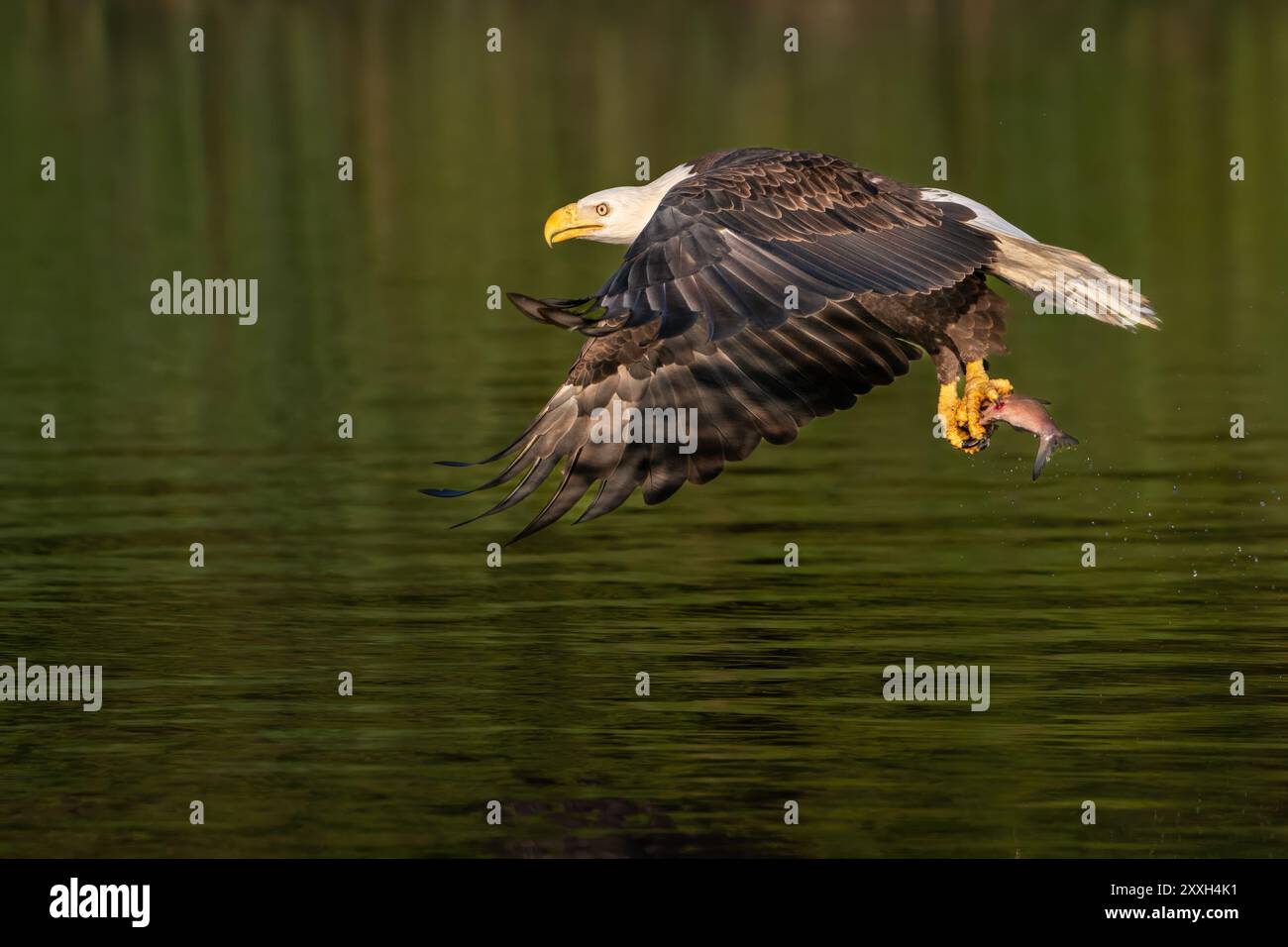 An American bald eagle grabbing a shad fish Stock Photo - Alamy