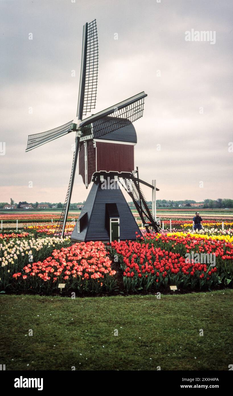 A classic wooden Dutch windmill in 1979 Stock Photo - Alamy