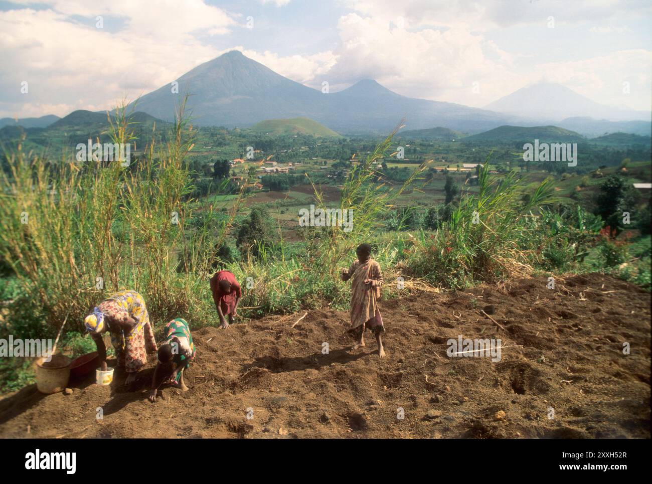 Woman working on the field with the Virunga Volcanoes in the distance ...