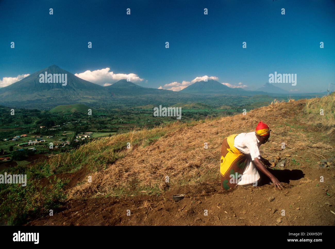 Woman working on the field with the Virunga Volcanoes in the distance ...