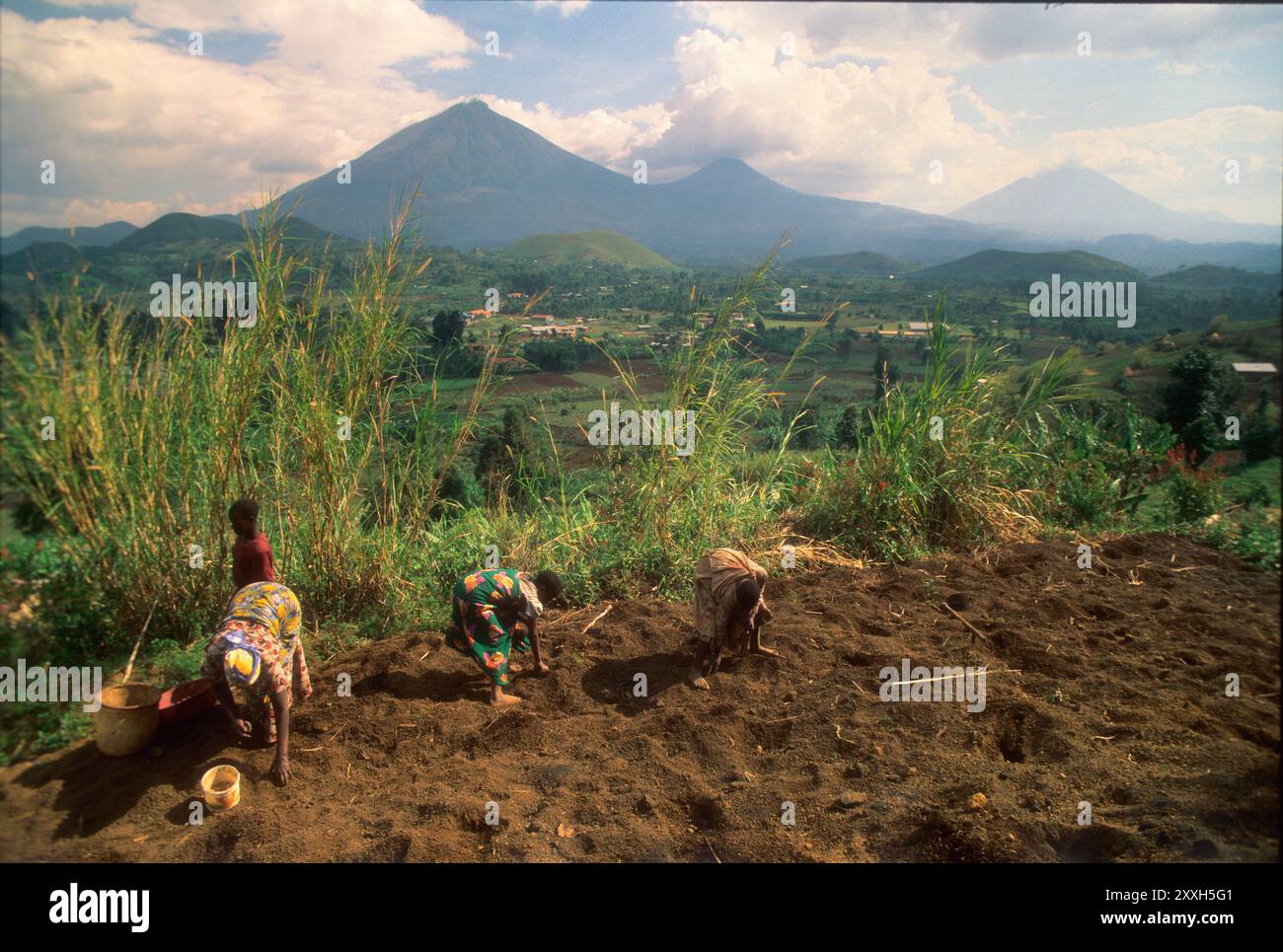 Woman working on the field with the Virunga Volcanoes in the distance ...