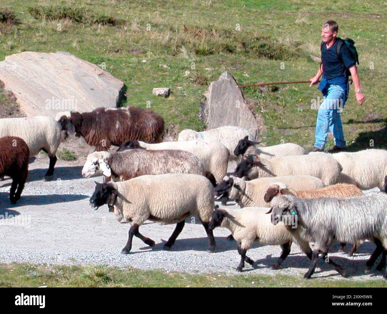 sheep farming and breeding as an agricultural business sheep farming as ...