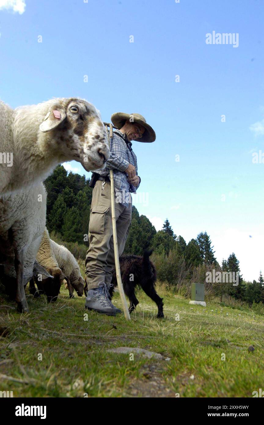 sheep farming and breeding as an agricultural business sheep farming as ...