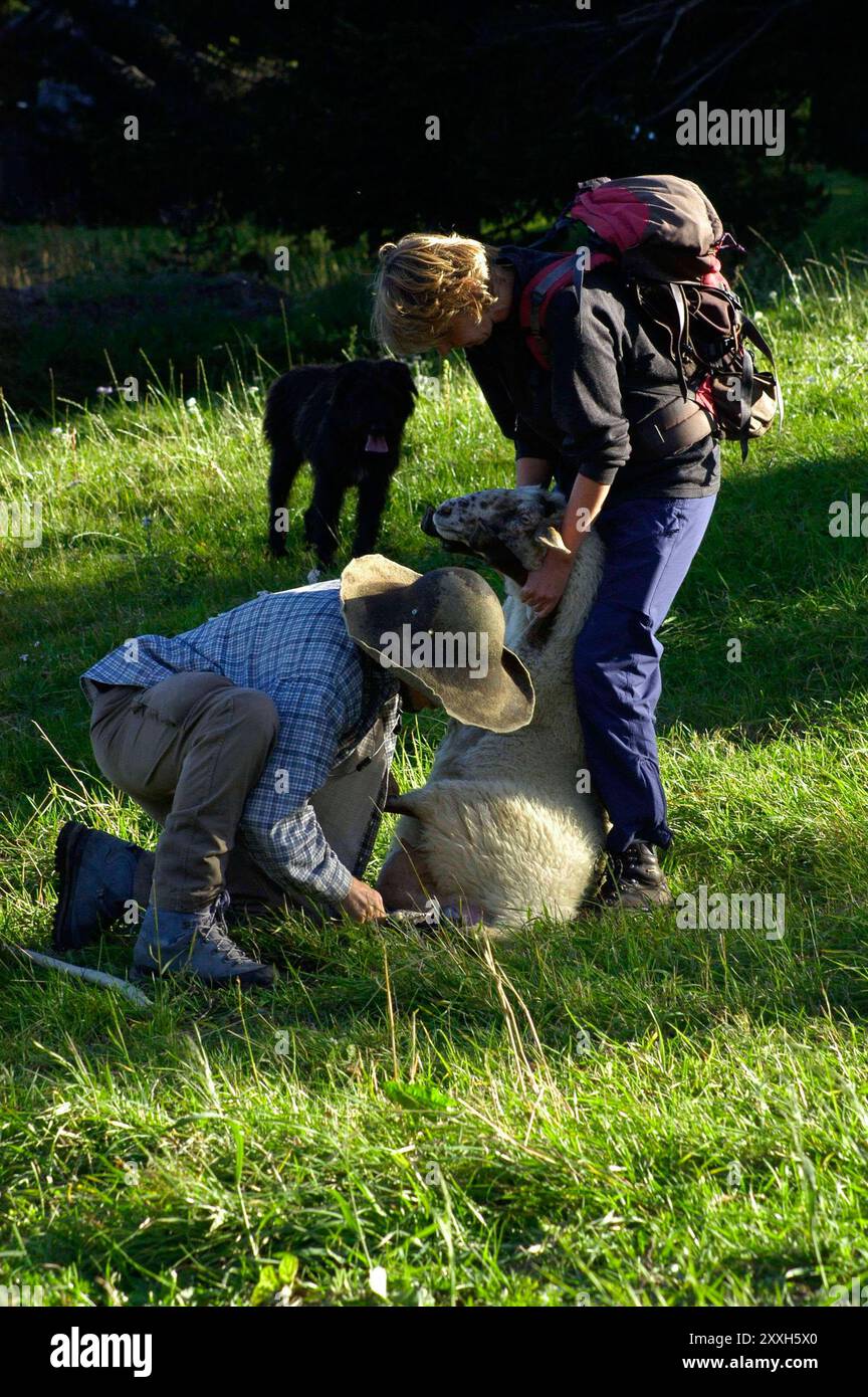 sheep farming and breeding as an agricultural business sheep farming as ...