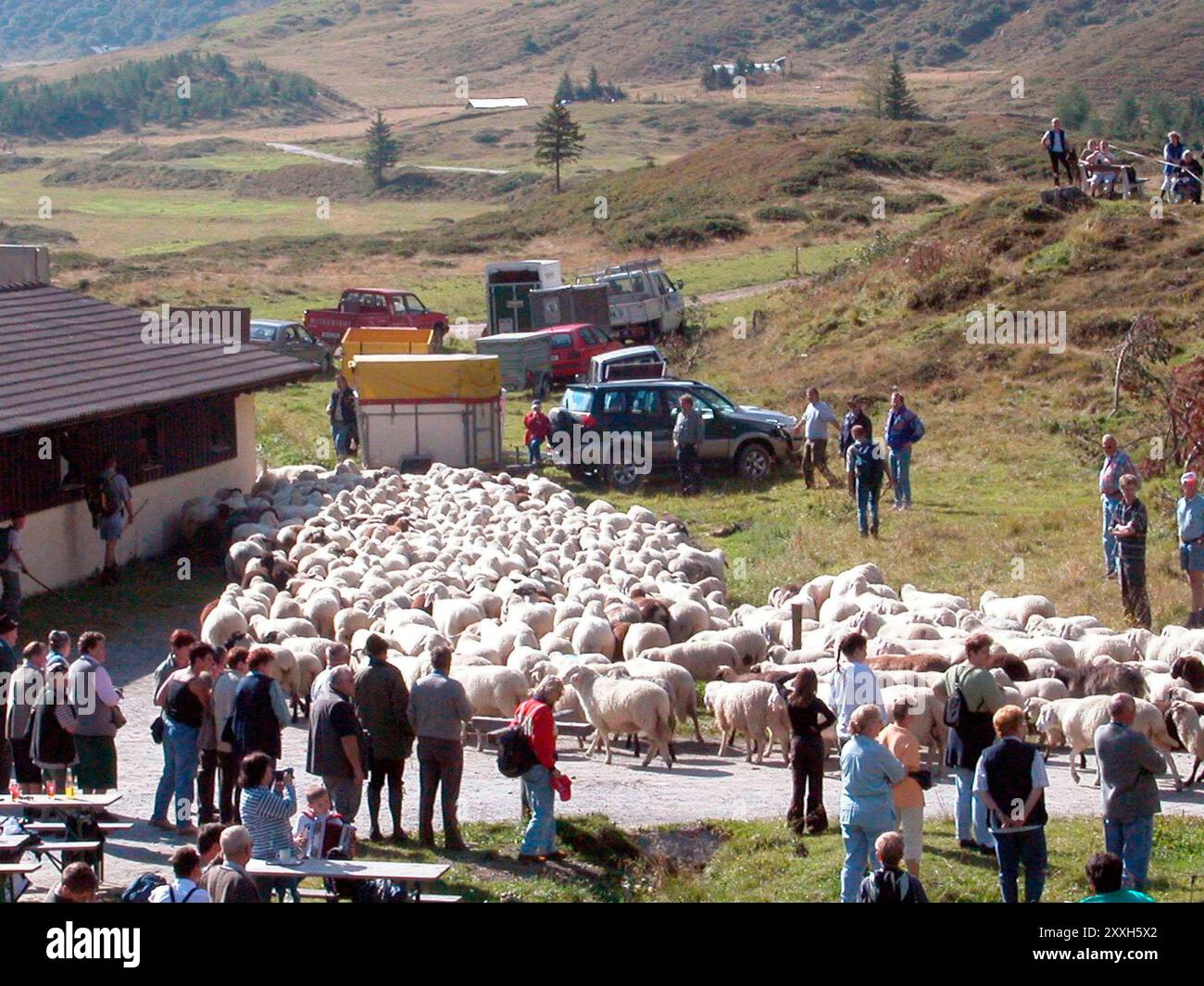 sheep farming and breeding as an agricultural business sheep farming as ...