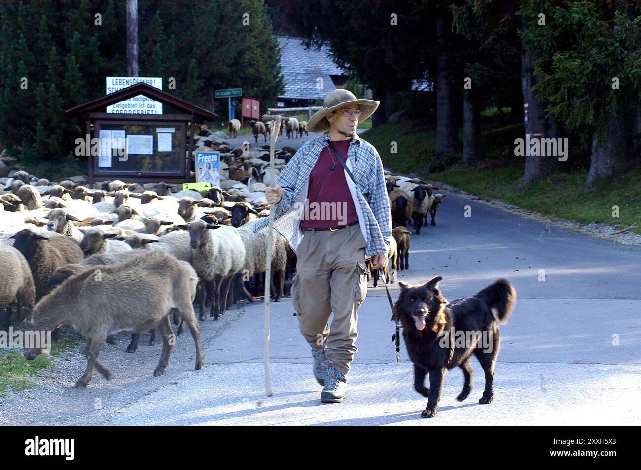 sheep farming and breeding as an agricultural business sheep farming as ...