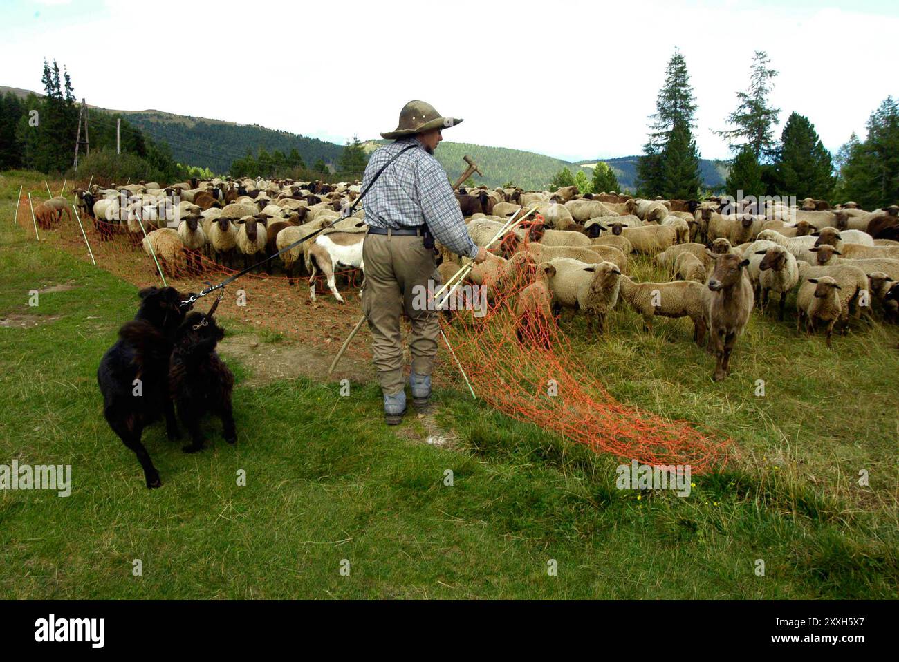 sheep farming and breeding as an agricultural business sheep farming as ...