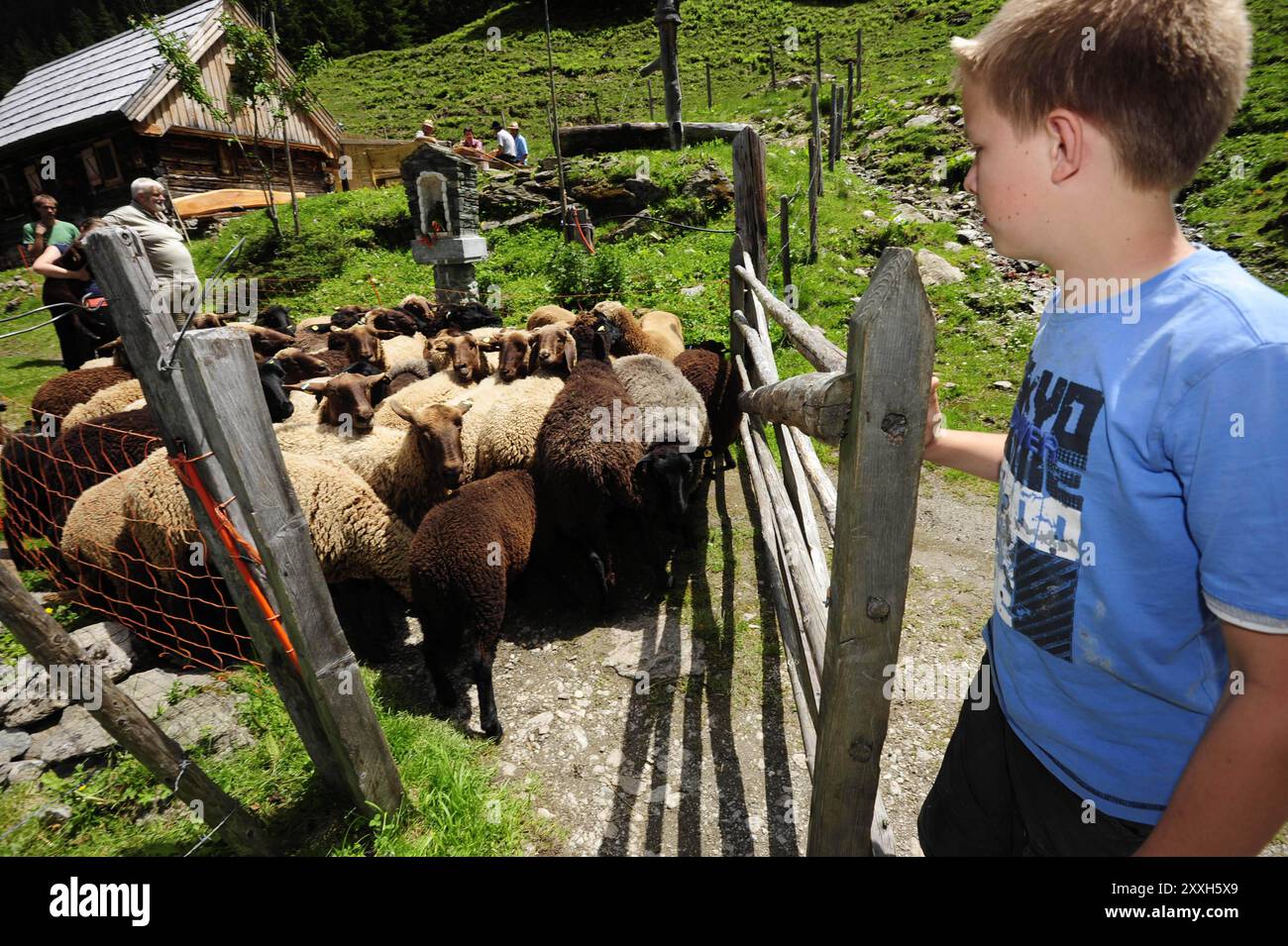 sheep farming and breeding as an agricultural business sheep farming as ...