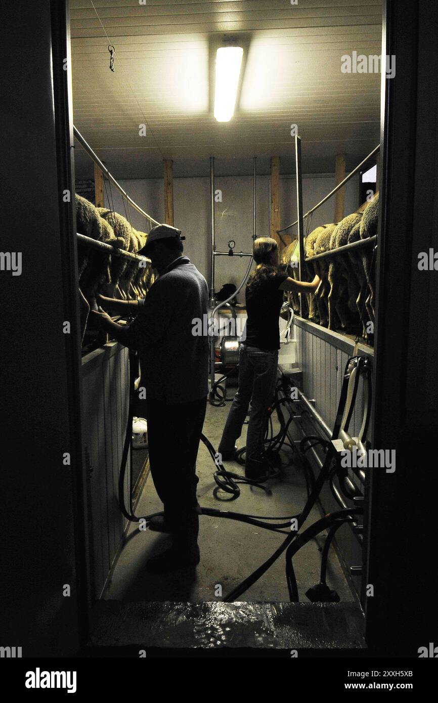 sheep farming and breeding as an agricultural business sheep farming as ...