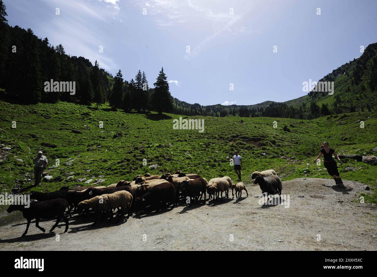 sheep farming and breeding as an agricultural business sheep farming as ...