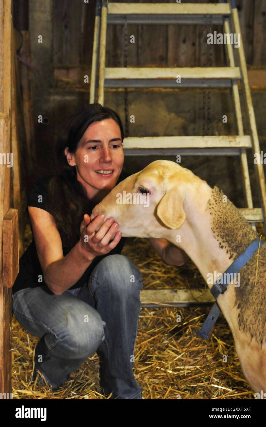 sheep farming and breeding as an agricultural business sheep farming as ...