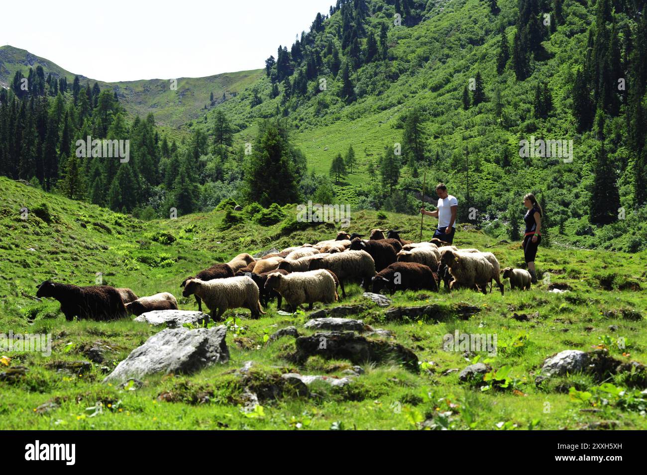 sheep farming and breeding as an agricultural business sheep farming as ...