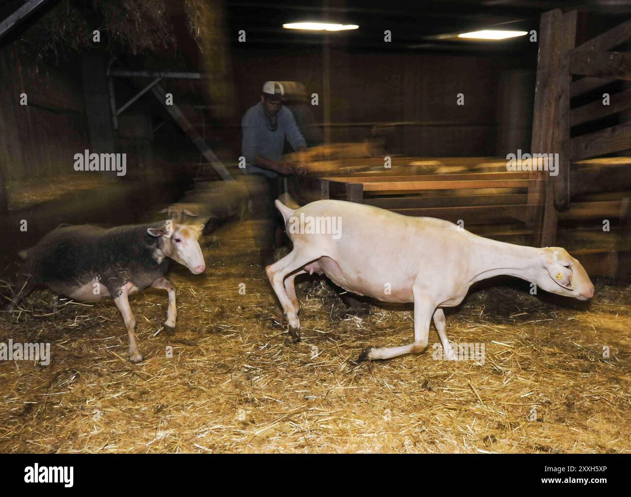 sheep farming and breeding as an agricultural business sheep farming as ...