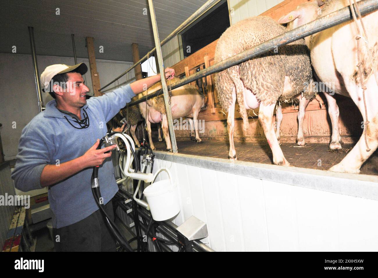 sheep farming and breeding as an agricultural business sheep farming as ...