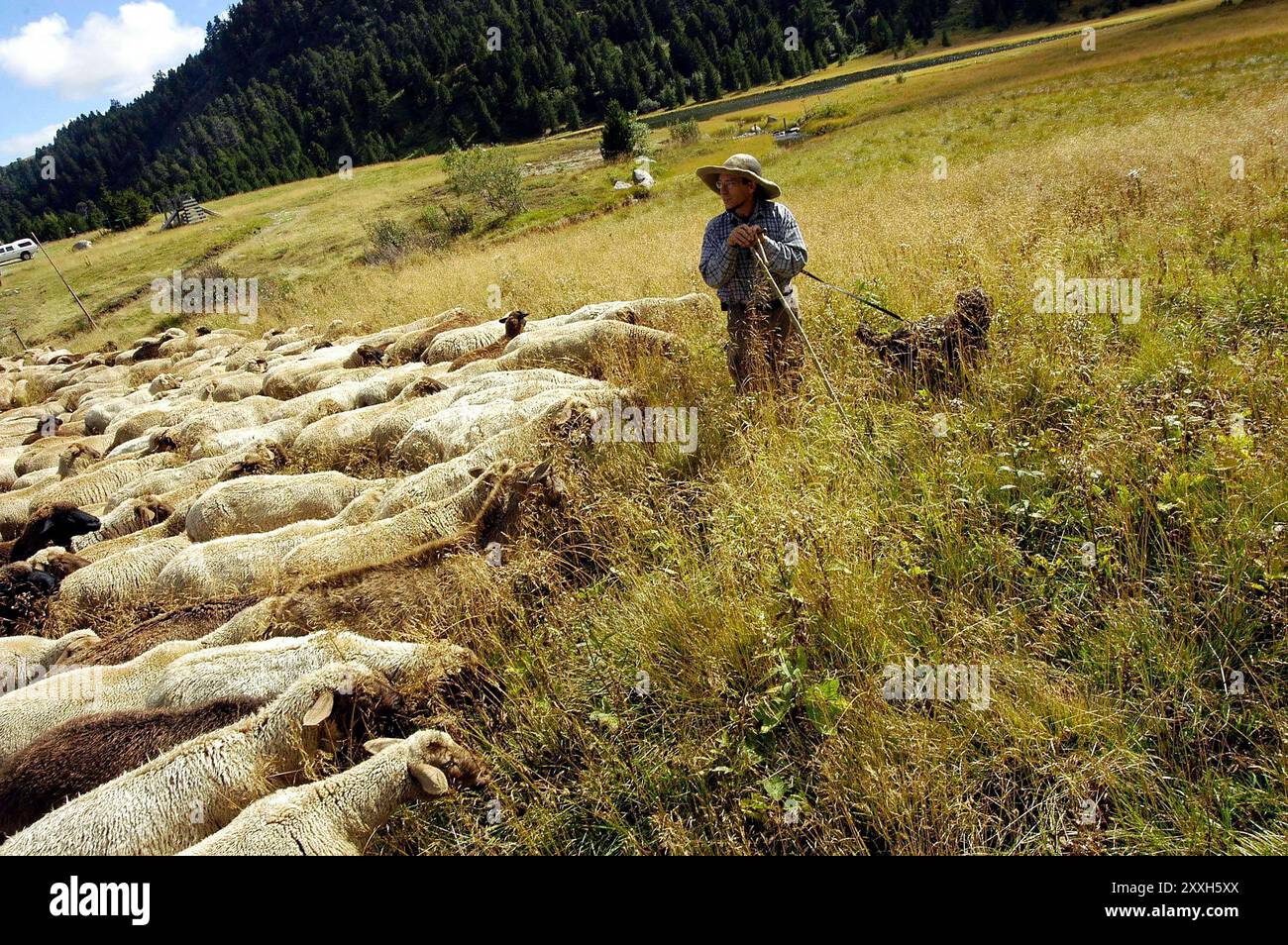sheep farming and breeding as an agricultural business sheep farming as ...