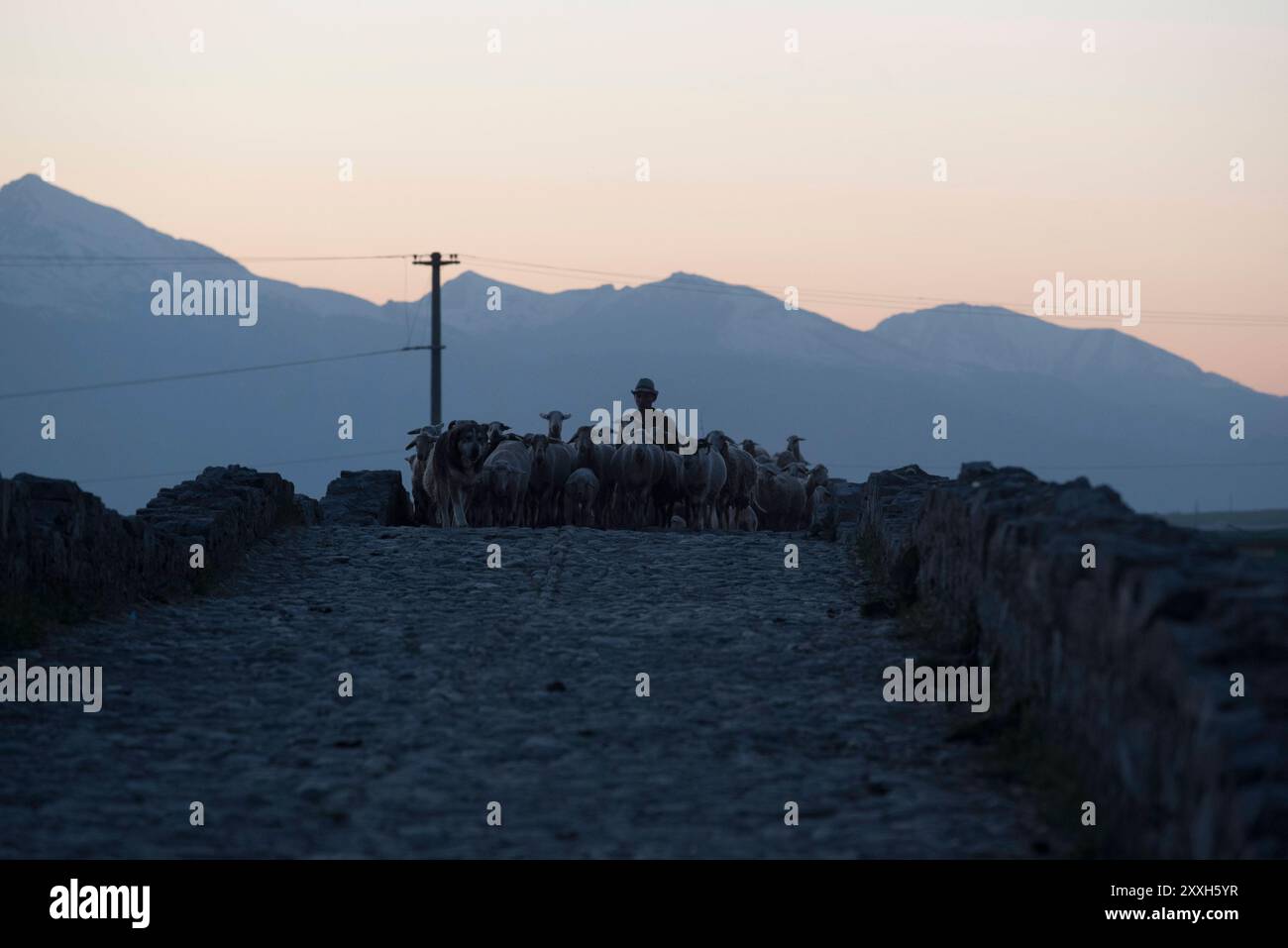 sheep farming and breeding as an agricultural business sheep farming as ...