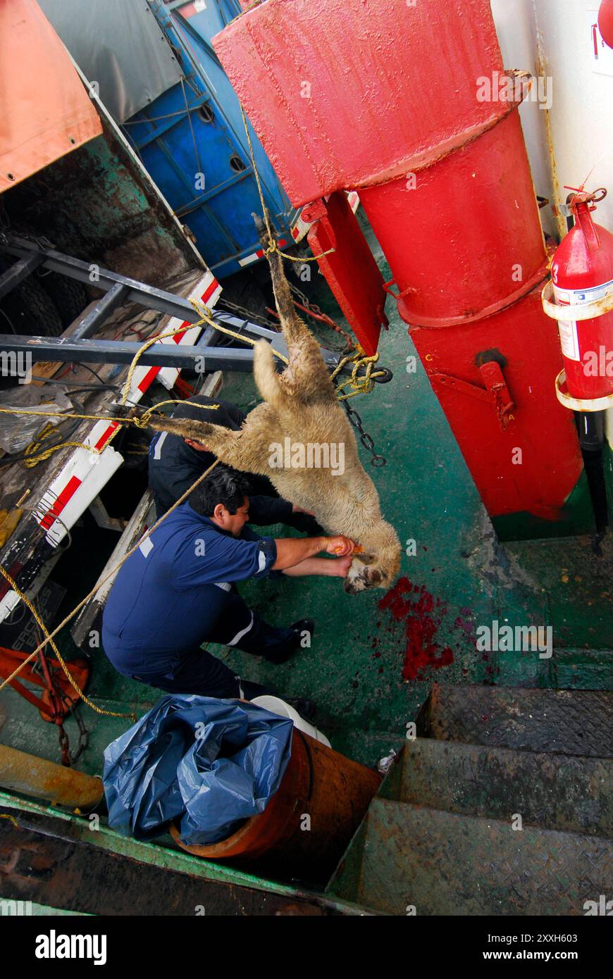 sheep farming and breeding as an agricultural business sheep farming as ...