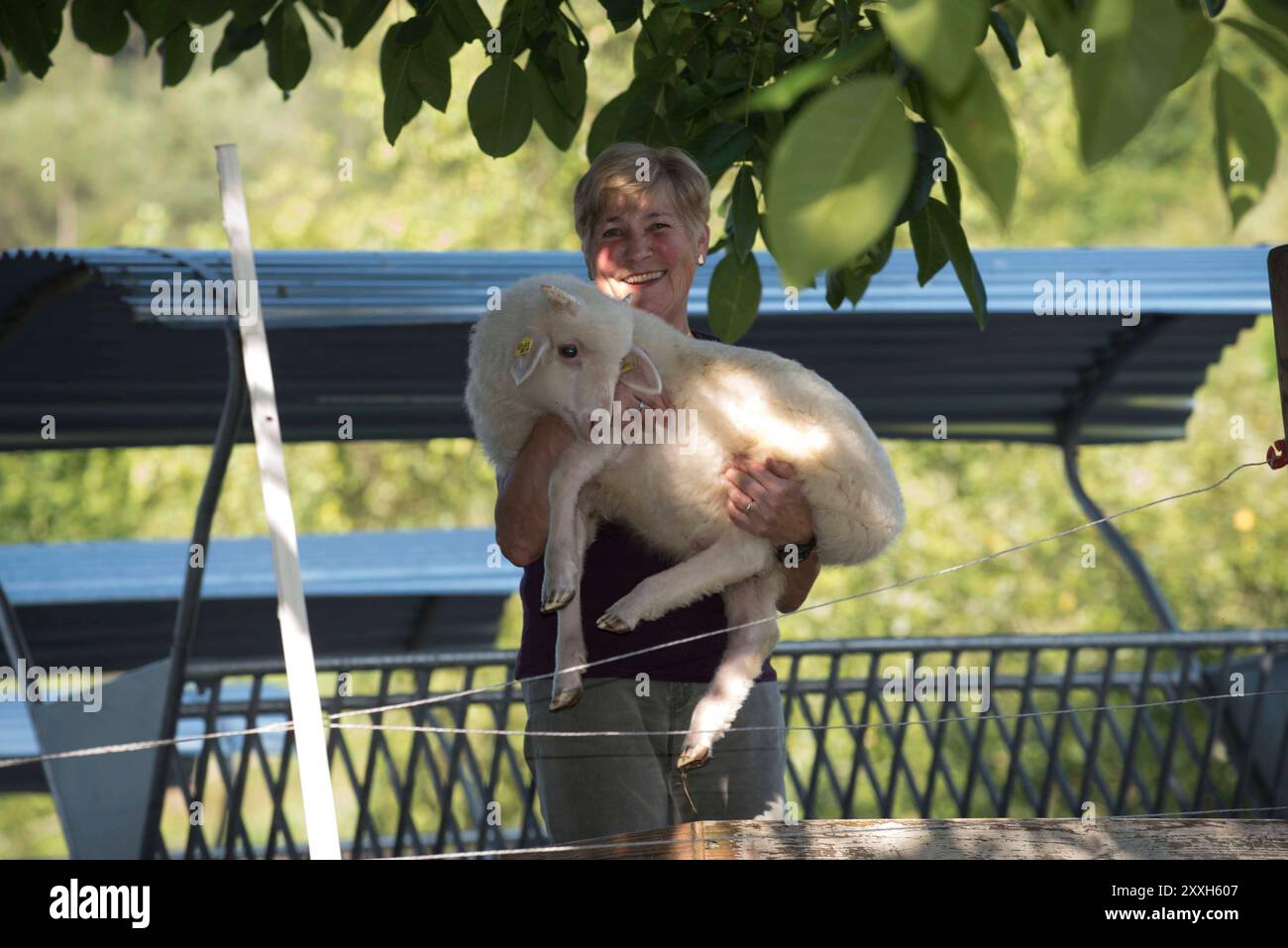 sheep farming and breeding as an agricultural business sheep farming as ...