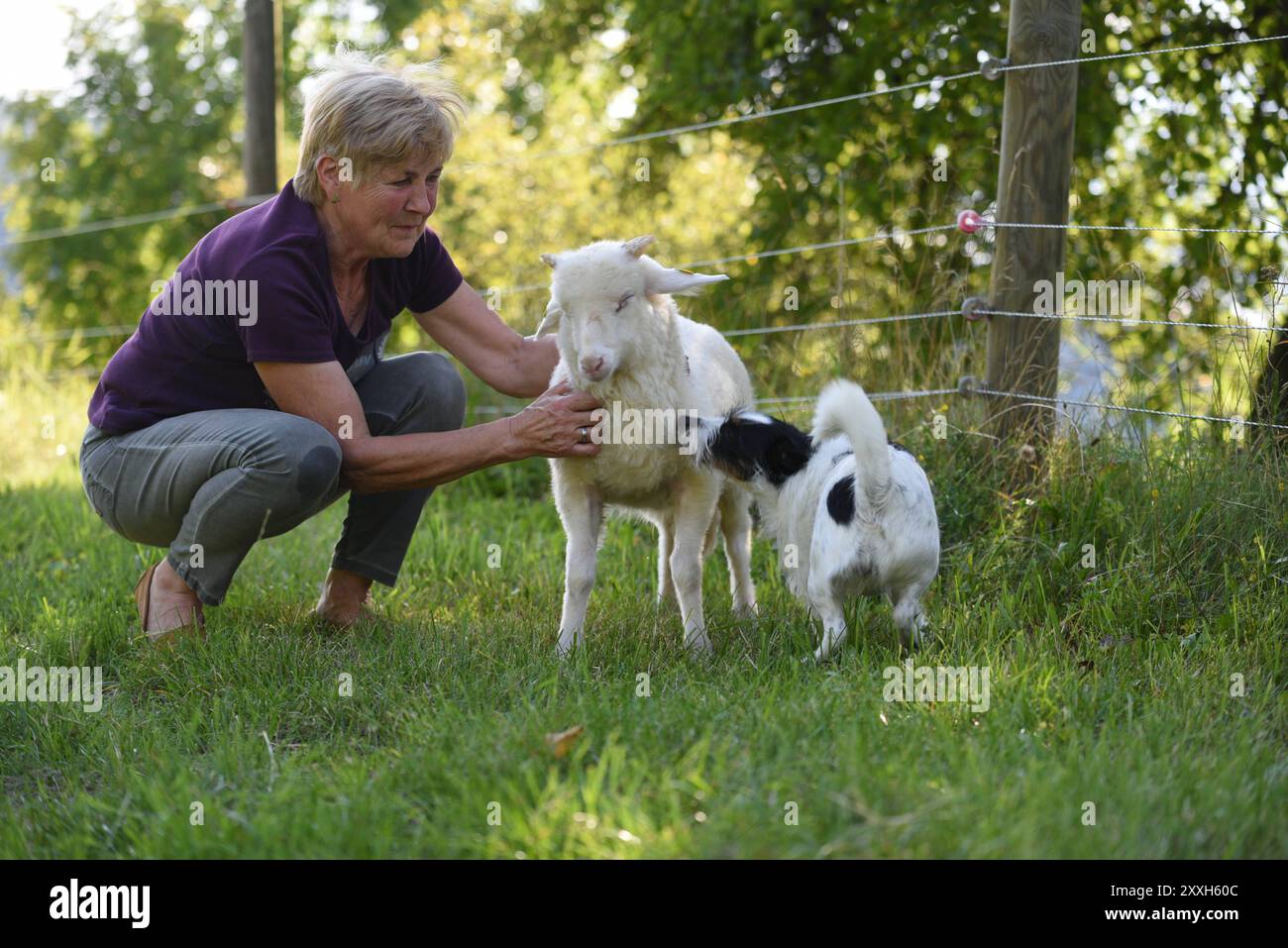 sheep farming and breeding as an agricultural business sheep farming as ...