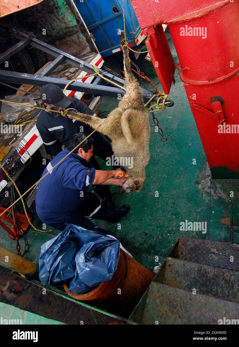 sheep farming and breeding as an agricultural business sheep farming as ...