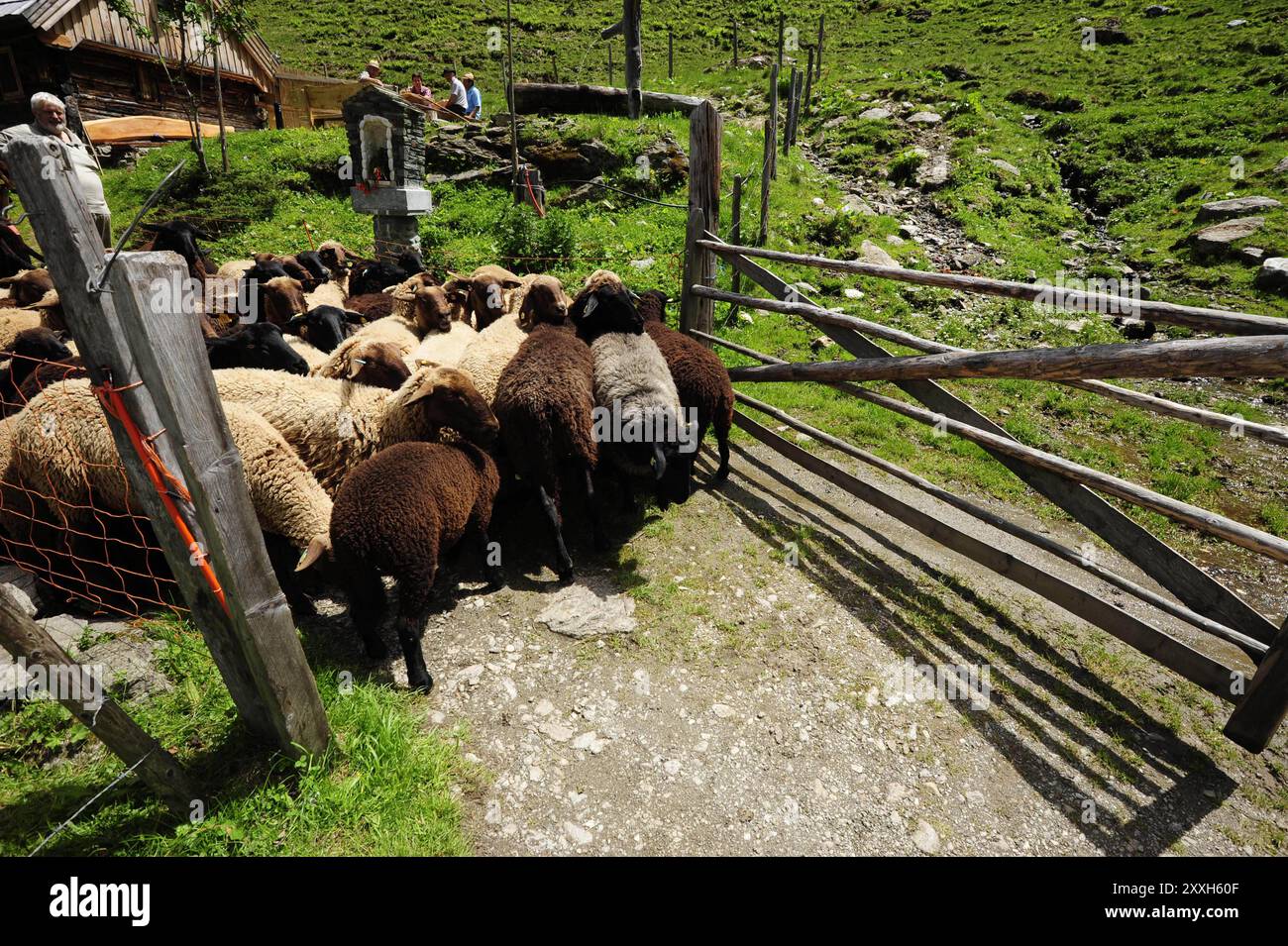 sheep farming and breeding as an agricultural business sheep farming as ...