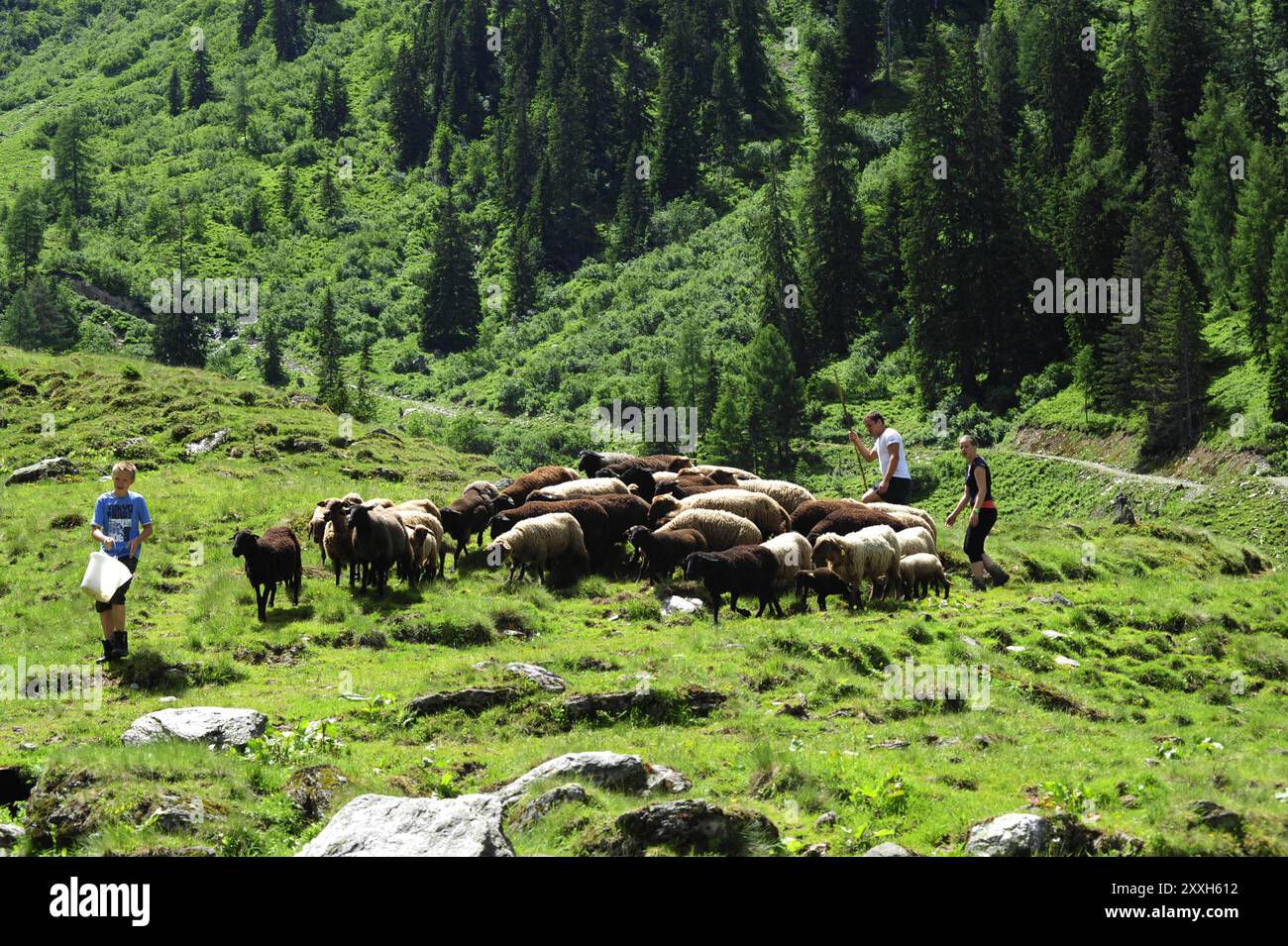 sheep farming and breeding as an agricultural business sheep farming as ...