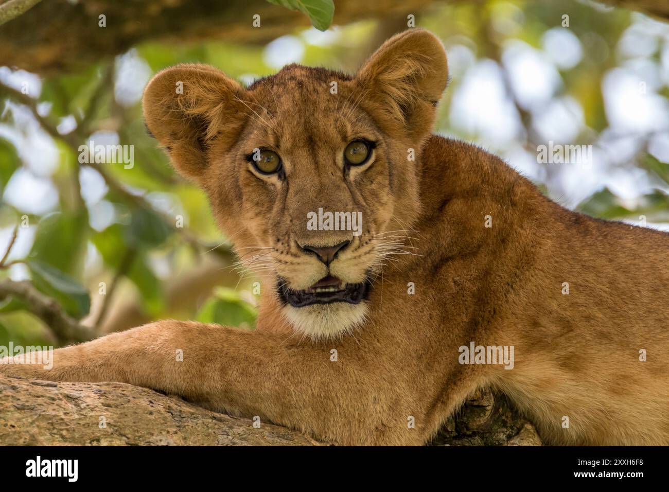 Africa, Uganda, Ishasha, Queen Elizabeth National Park. Lioness ...