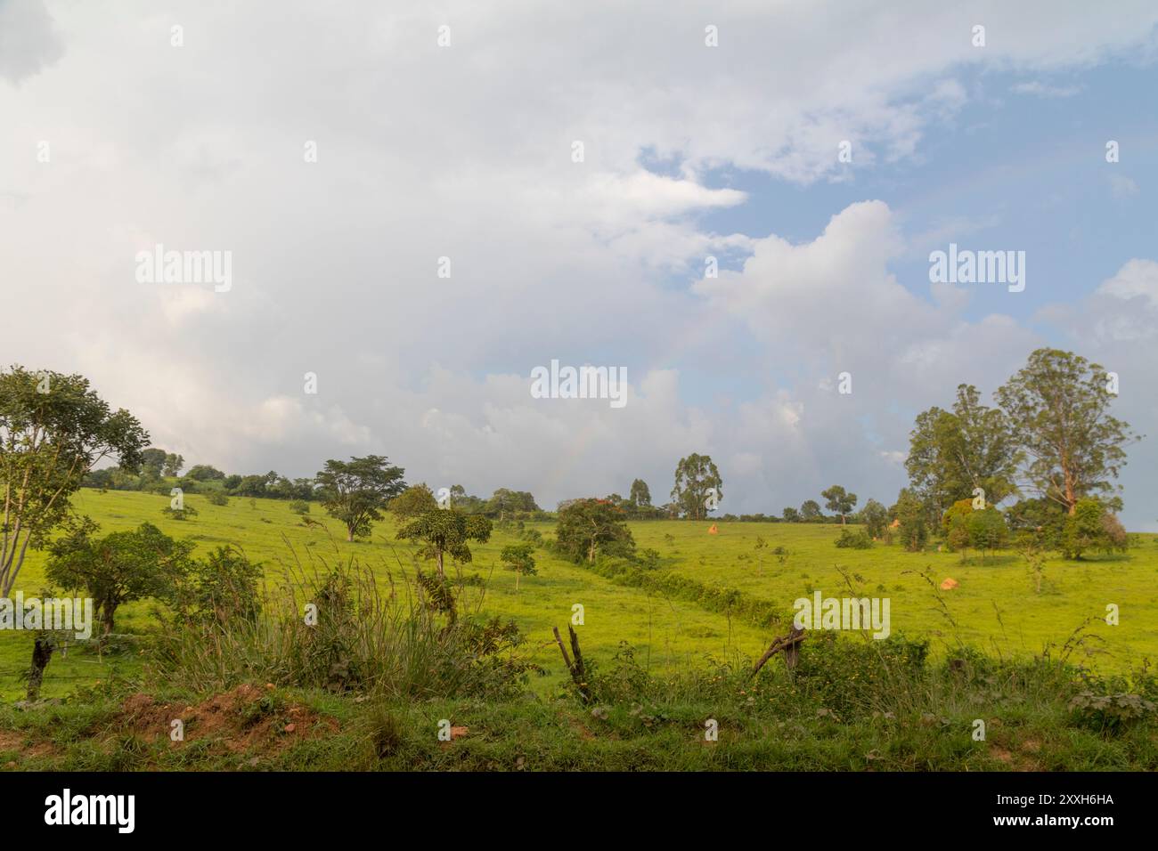 Africa, Uganda, Ishasha, Queen Elizabeth National Park. Territorial ...
