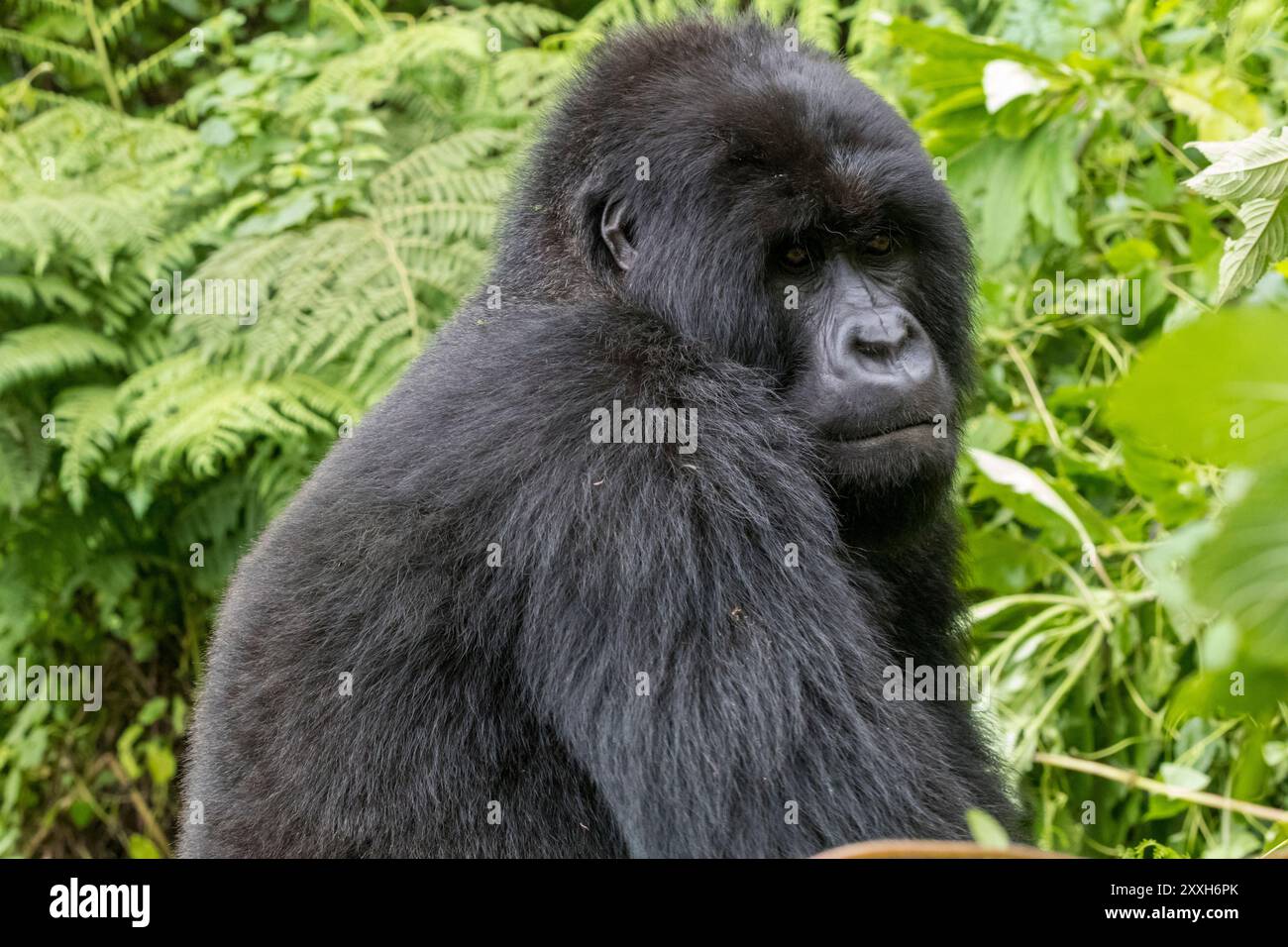 Africa, Rwanda, Musanze District, Volcanoes National Park, Ruhengeri ...
