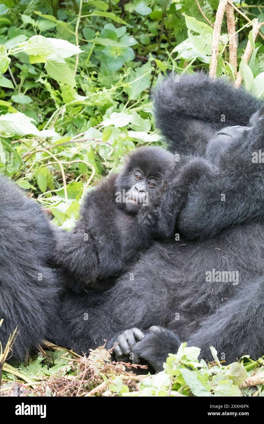Africa, Rwanda, Musanze District, Volcanoes National Park, Ruhengeri ...
