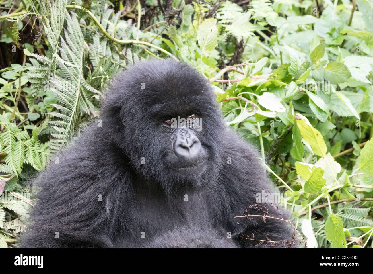 Africa, Rwanda, Musanze District, Volcanoes National Park, Ruhengeri ...