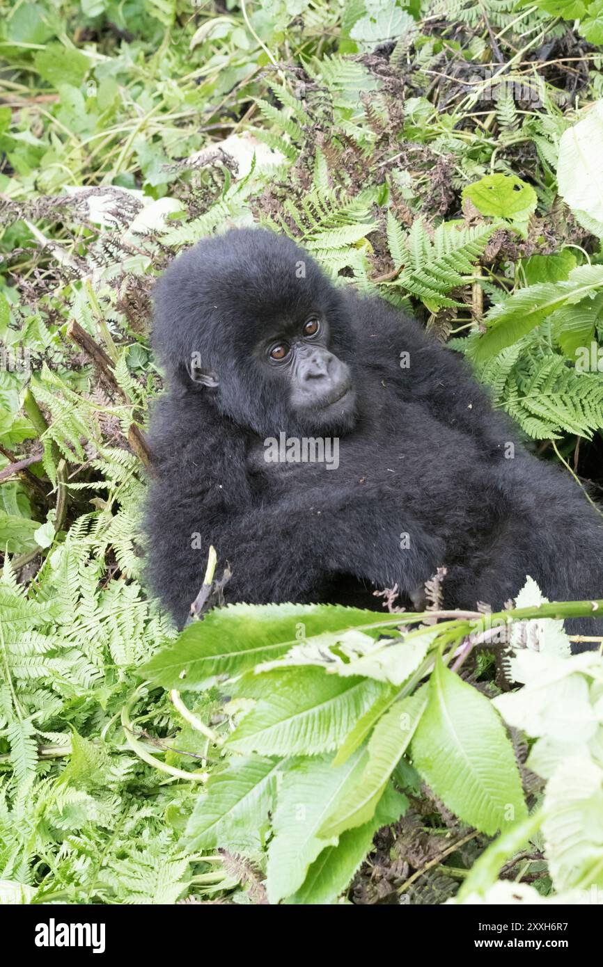 Africa, Rwanda, Musanze District, Volcanoes National Park, Ruhengeri ...