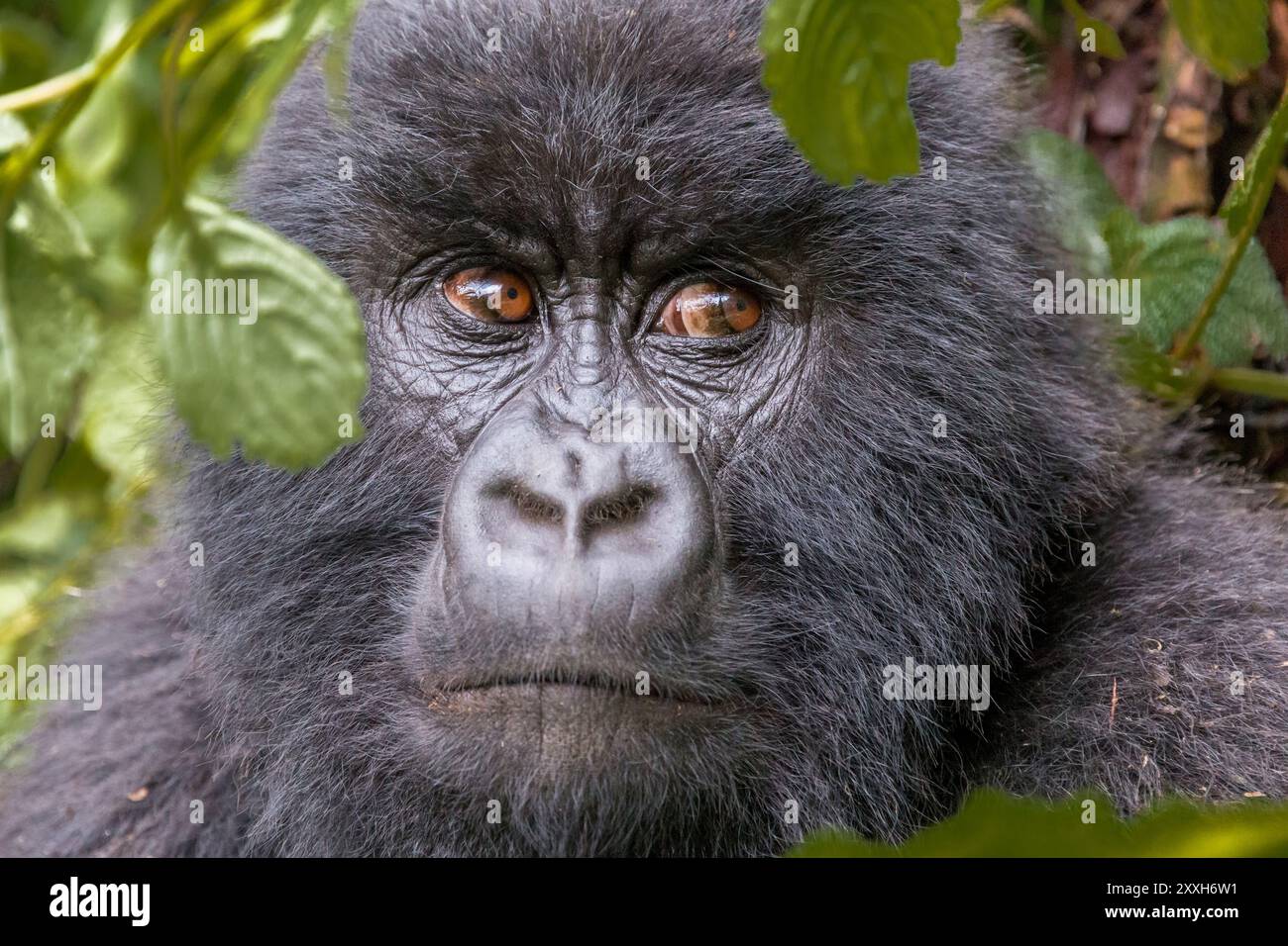 Africa, Rwanda, Musanze District, Volcanoes National Park, Ruhengeri ...
