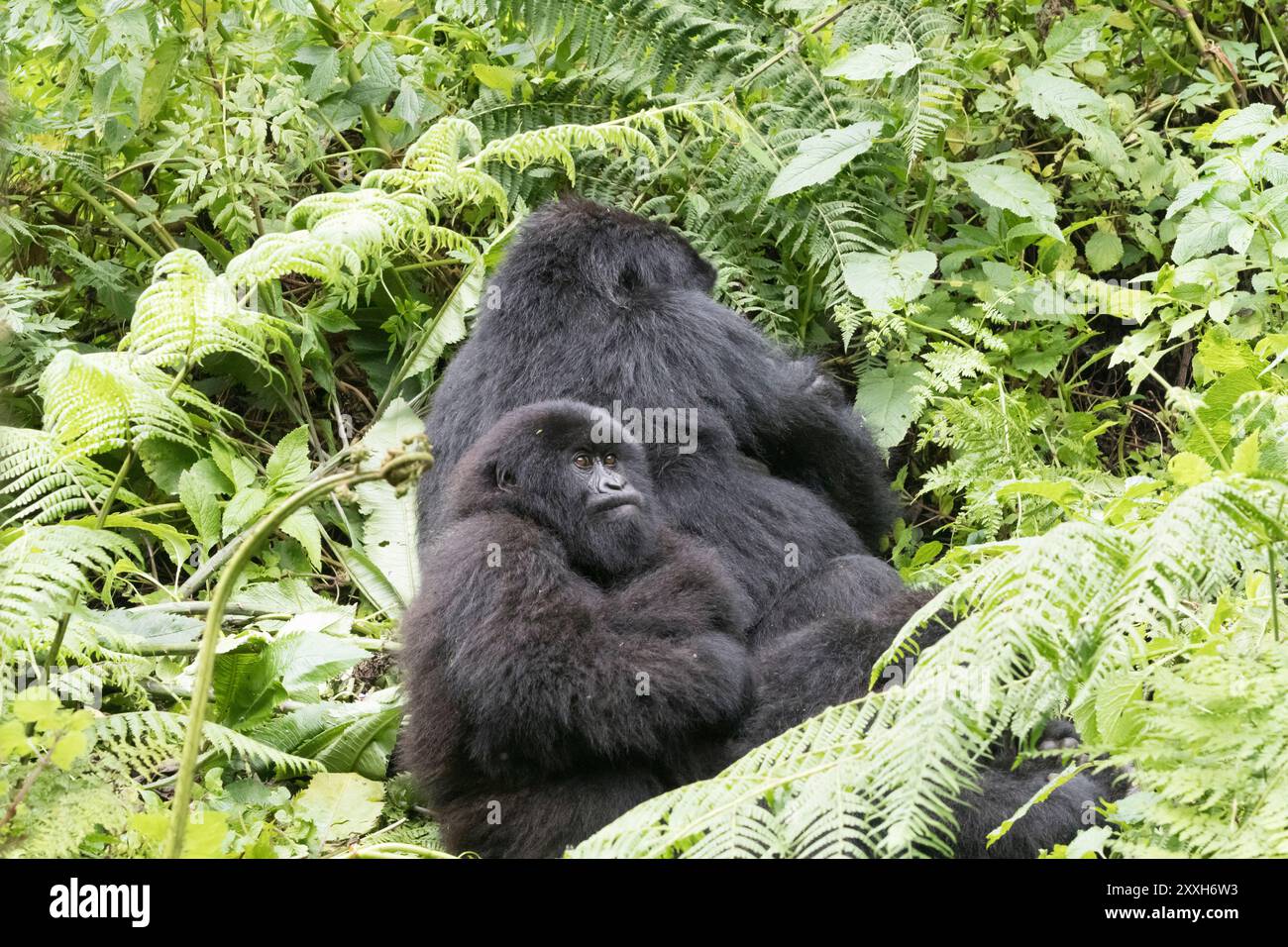 Africa, Rwanda, Musanze District, Volcanoes National Park, Ruhengeri ...