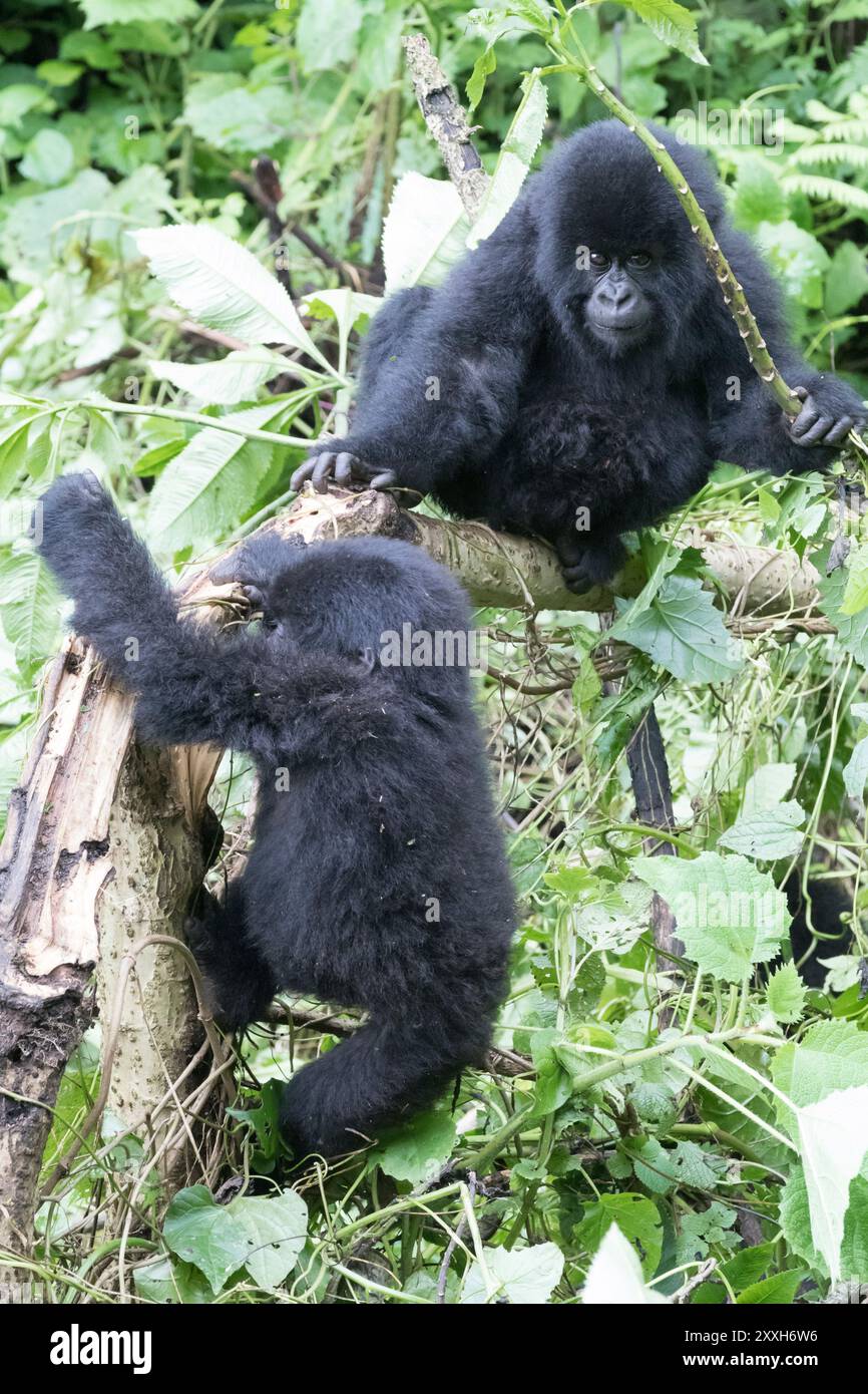 Africa, Rwanda, Musanze District, Volcanoes National Park, Ruhengeri ...
