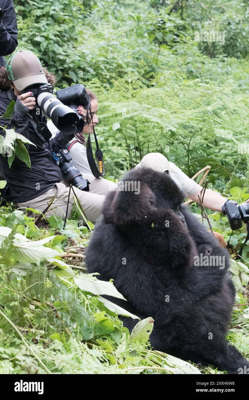 Africa, Rwanda, Musanze District, Volcanoes National Park, Ruhengeri ...