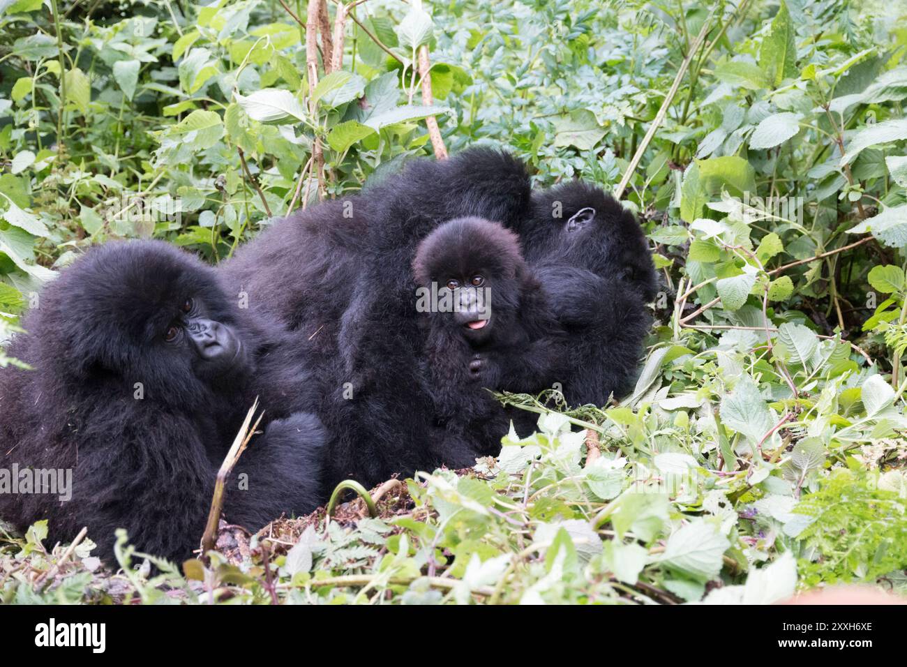 Africa, Rwanda, Musanze District, Volcanoes National Park, Ruhengeri ...