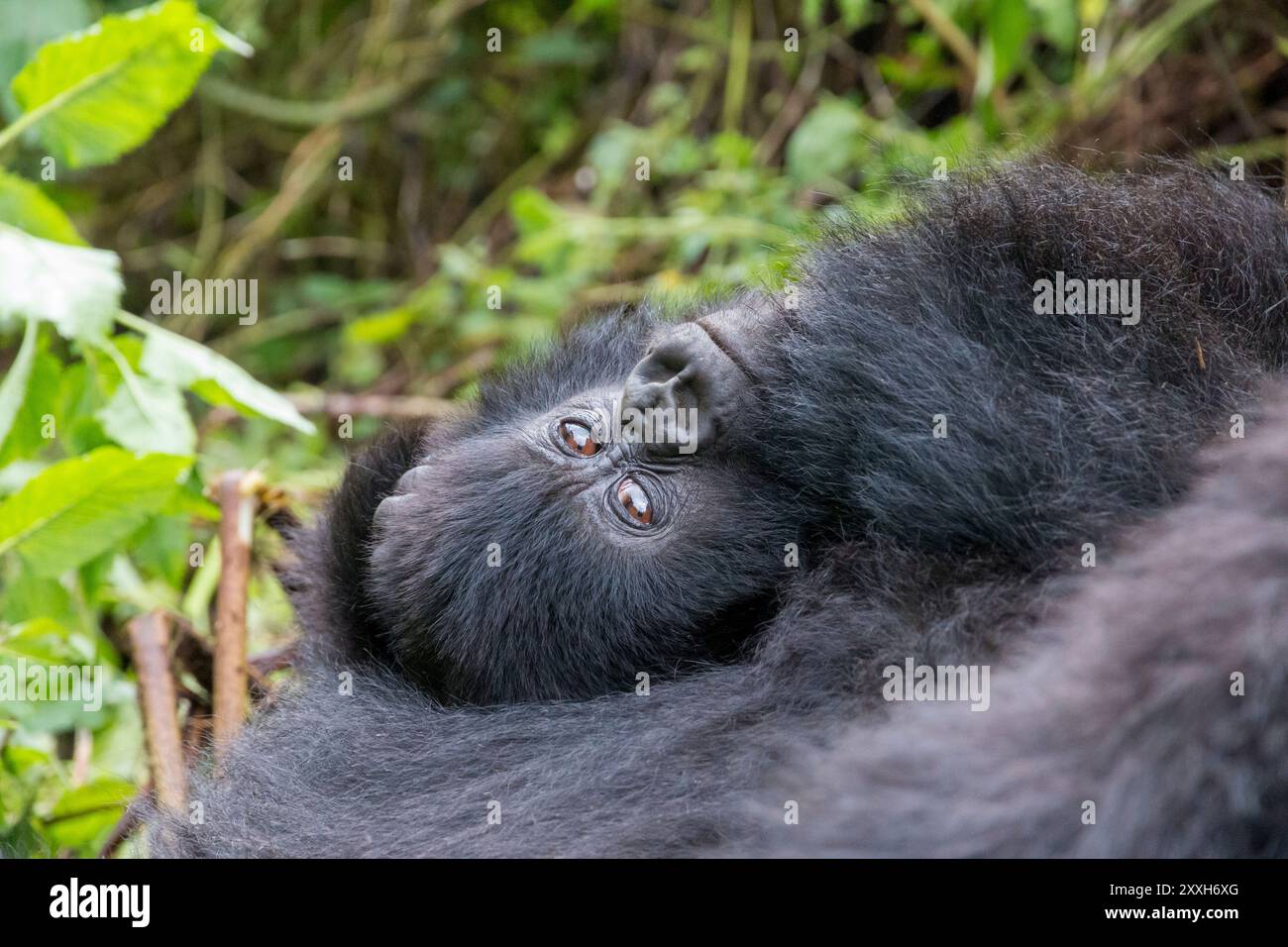 Africa, Rwanda, Musanze District, Volcanoes National Park, Ruhengeri ...