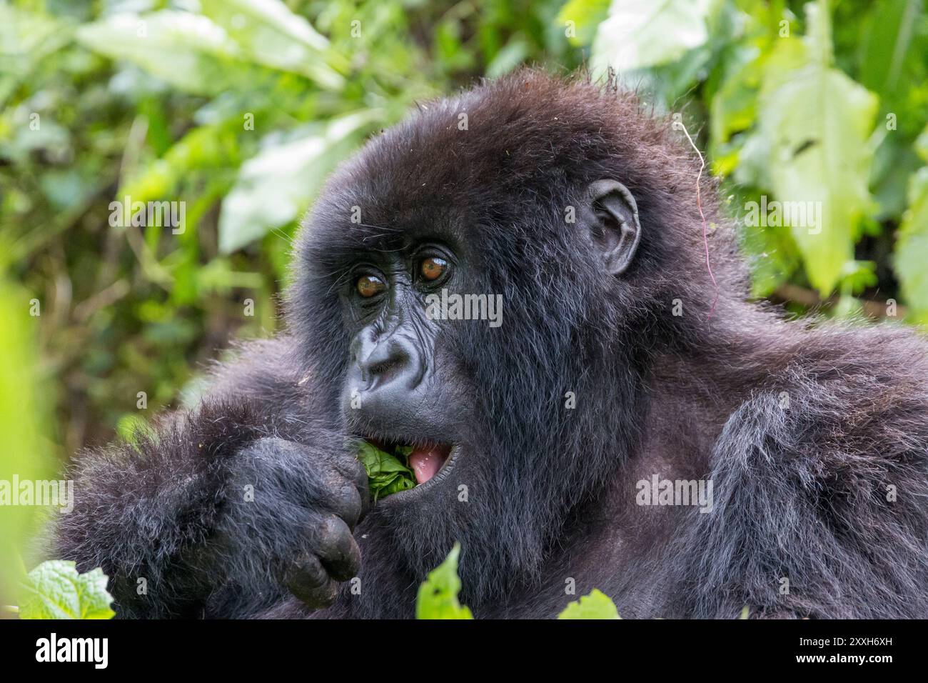 Africa, Rwanda, Musanze District, Volcanoes National Park, Ruhengeri ...