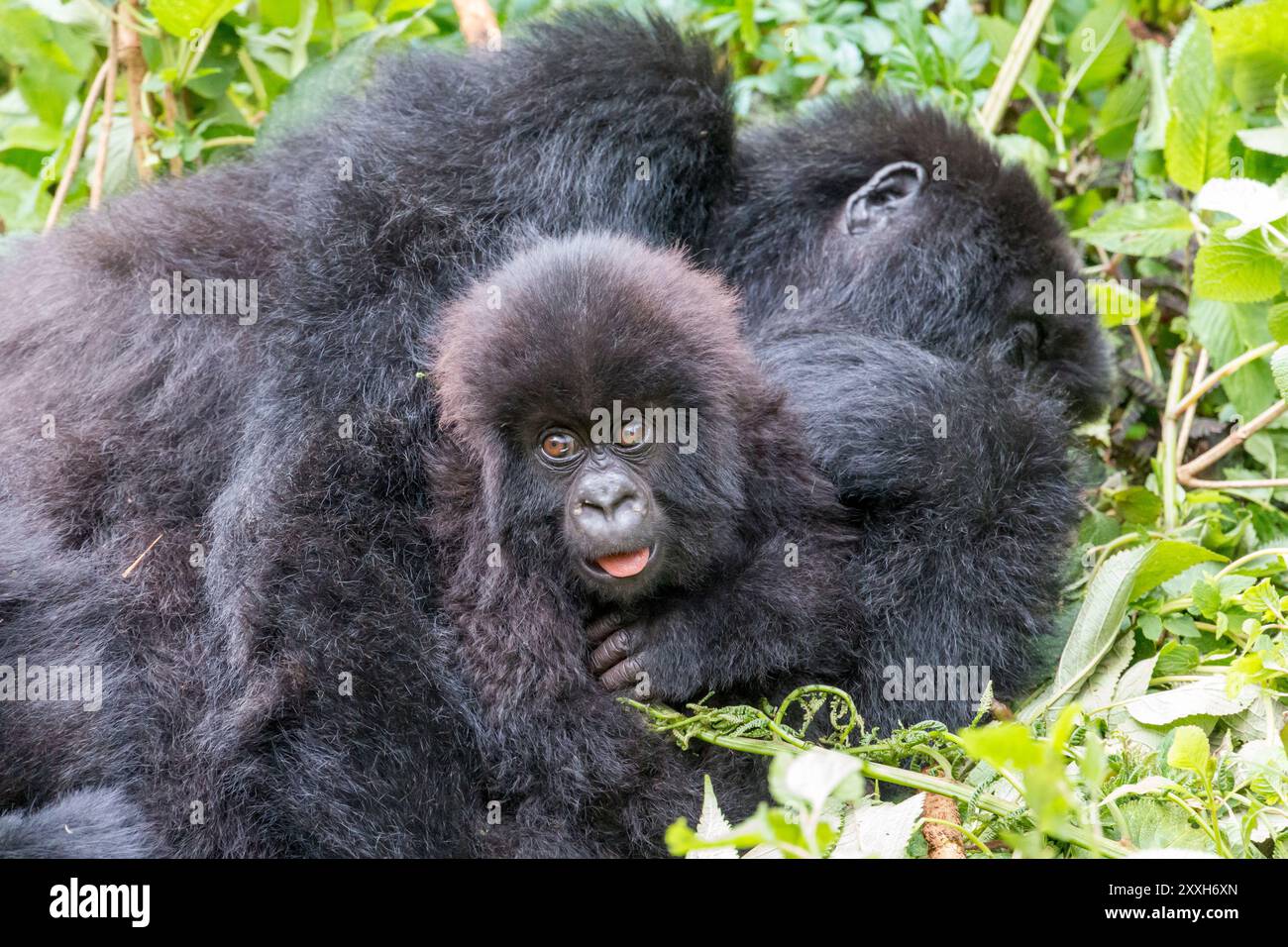 Africa, Rwanda, Musanze District, Volcanoes National Park, Ruhengeri ...