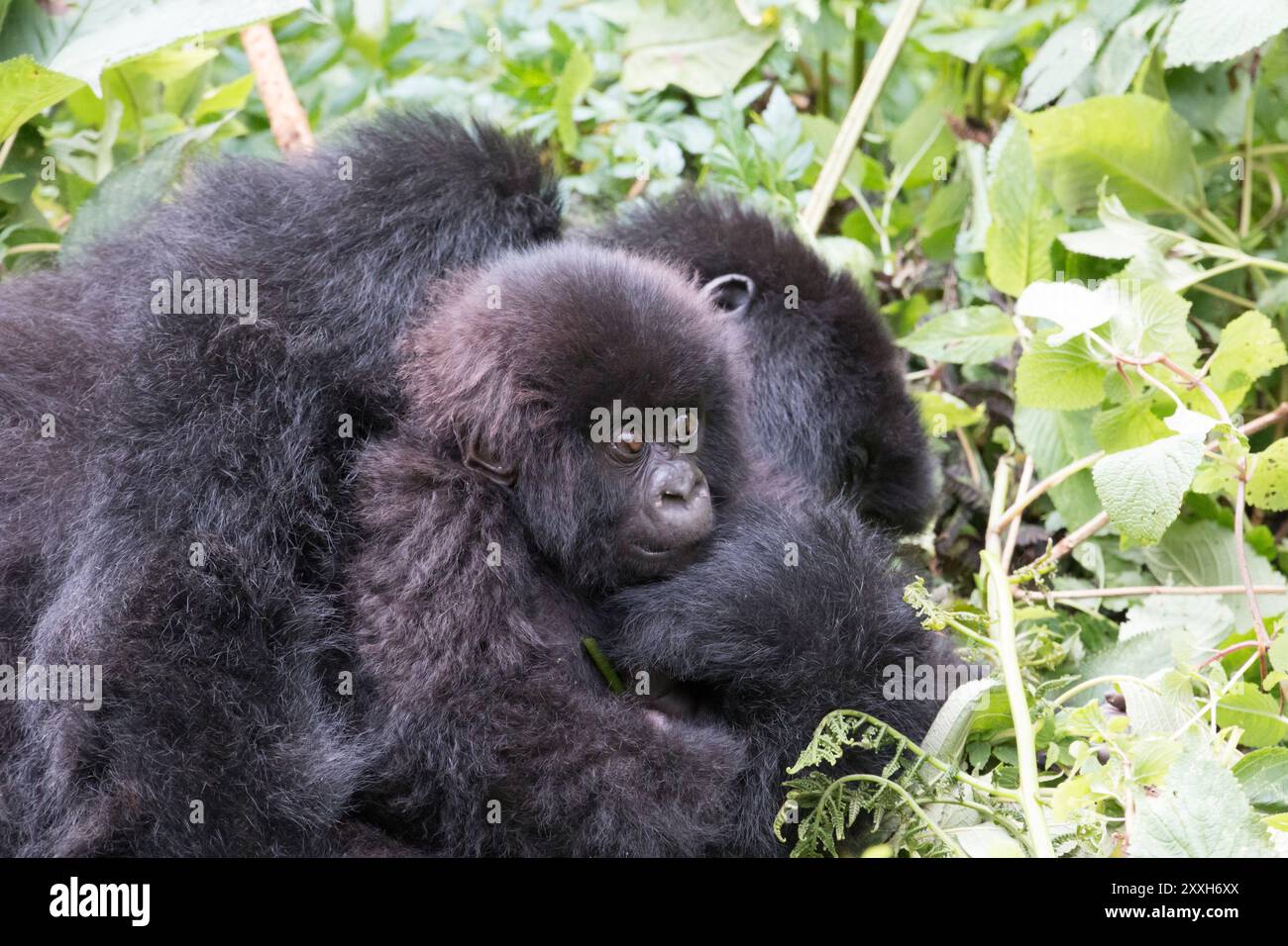 Africa, Rwanda, Musanze District, Volcanoes National Park, Ruhengeri ...