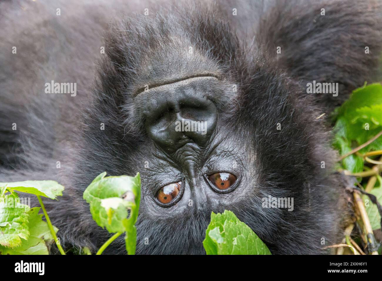 Africa, Rwanda, Musanze District, Volcanoes National Park, Ruhengeri ...