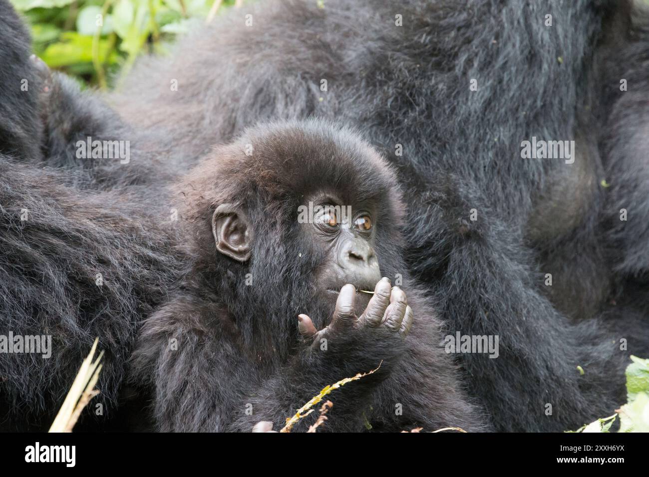 Africa, Rwanda, Musanze District, Volcanoes National Park, Ruhengeri ...