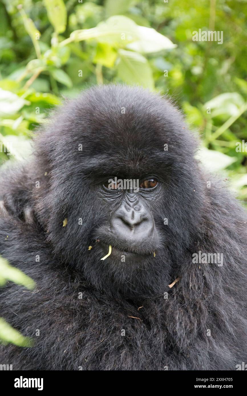 Africa, Rwanda, Musanze District, Volcanoes National Park, Ruhengeri ...