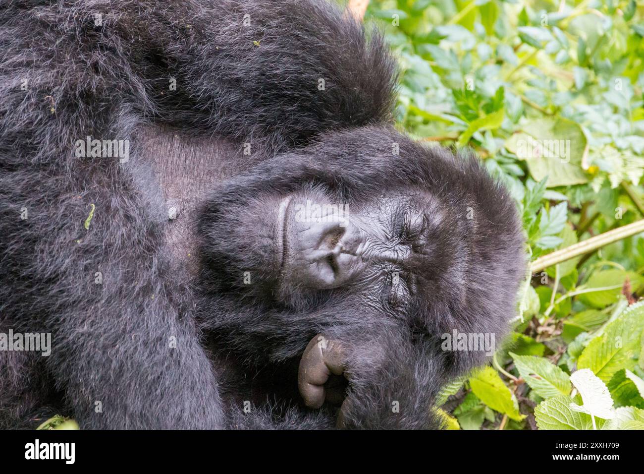 Africa, Rwanda, Musanze District, Volcanoes National Park, Ruhengeri ...