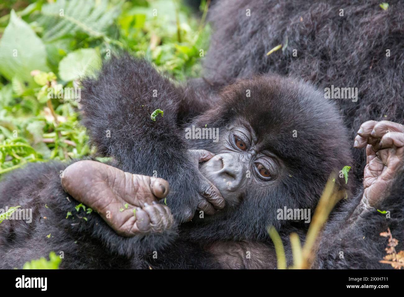 Africa, Rwanda, Musanze District, Volcanoes National Park, Ruhengeri ...