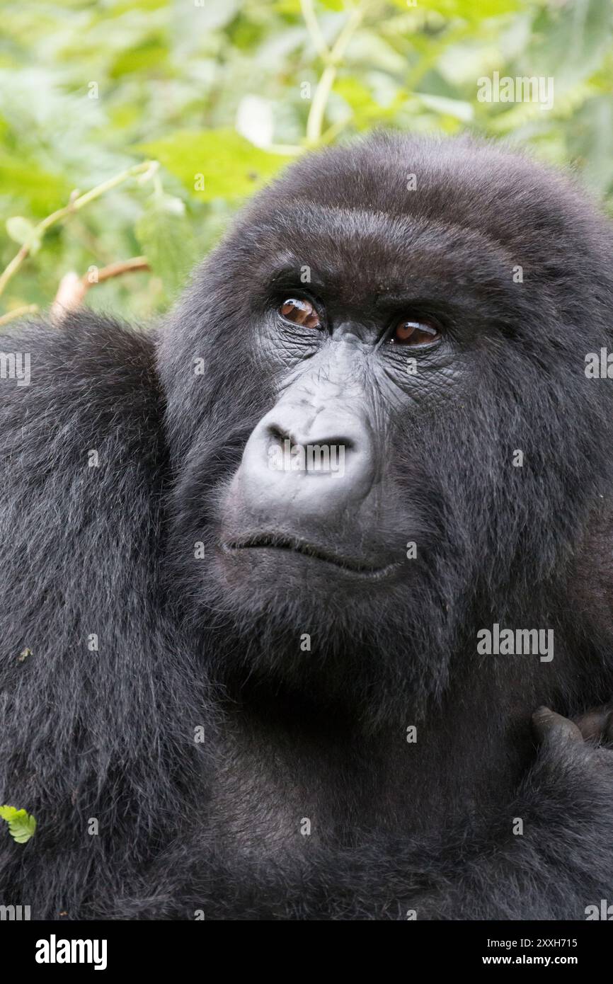 Africa, Rwanda, Musanze District, Volcanoes National Park, Ruhengeri ...